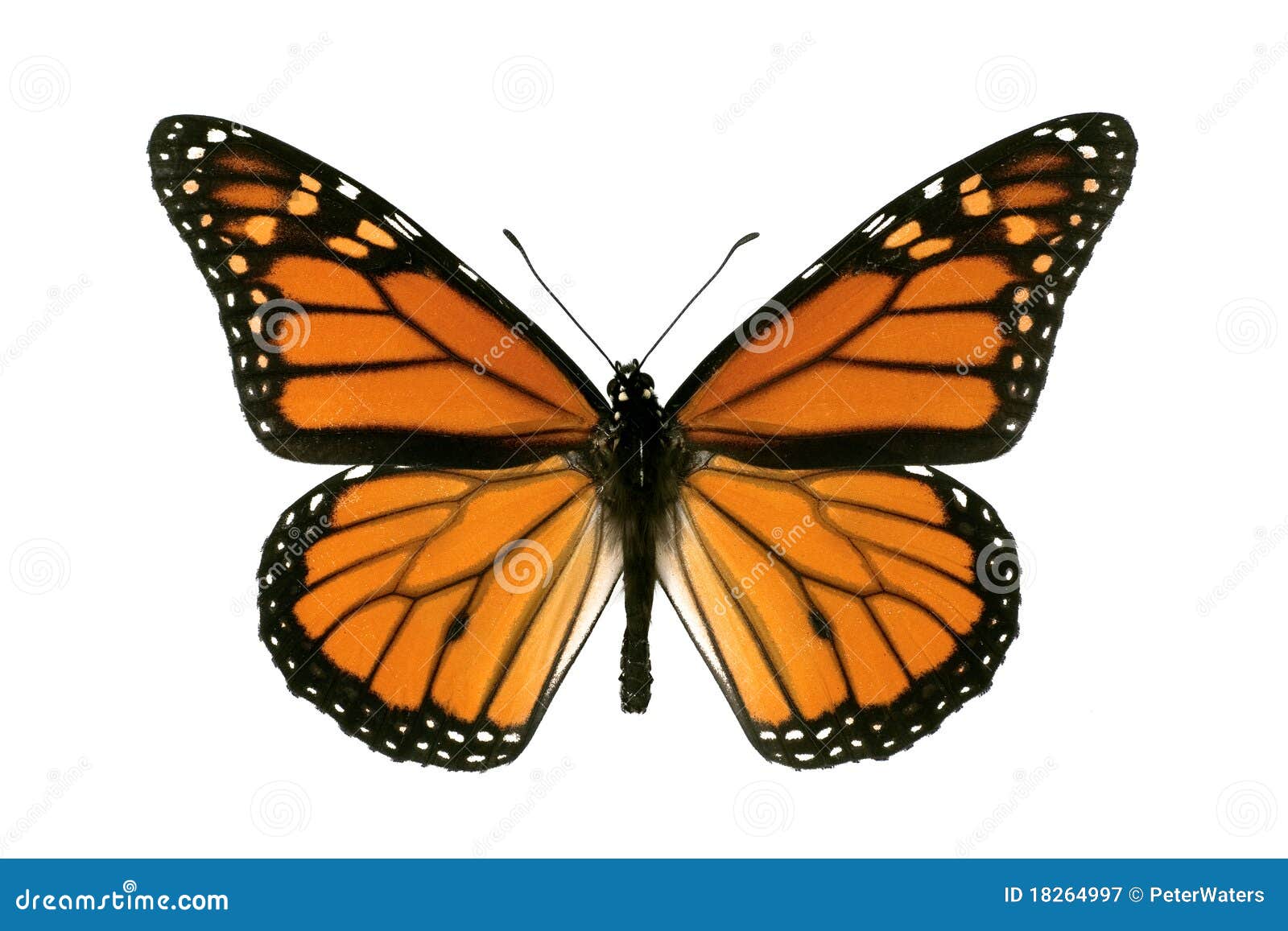 Butterfly, Monarch, Milkweed, Wanderer Stock Image - Image of close ...