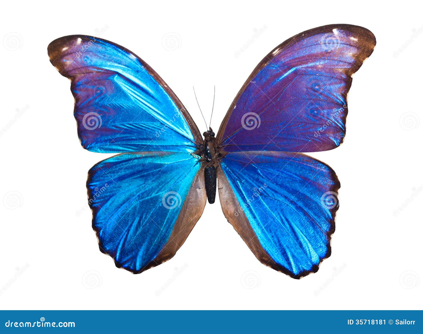 Morpho Didius, The Giant Blue Morpho Butterfly Royalty-Free Stock Image ...