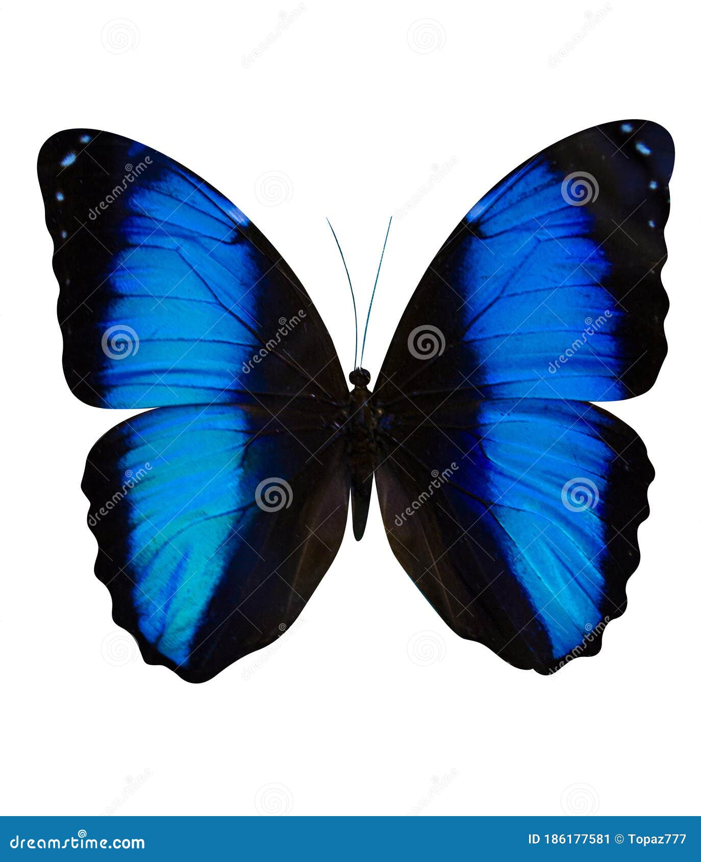 Morpho Didius, The Giant Blue Morpho Butterfly Royalty-Free Stock Image ...