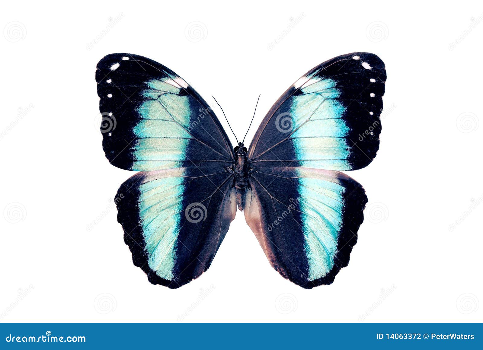 Butterfly - Morpho Helenor stock photo. Image of beauty - 14063372