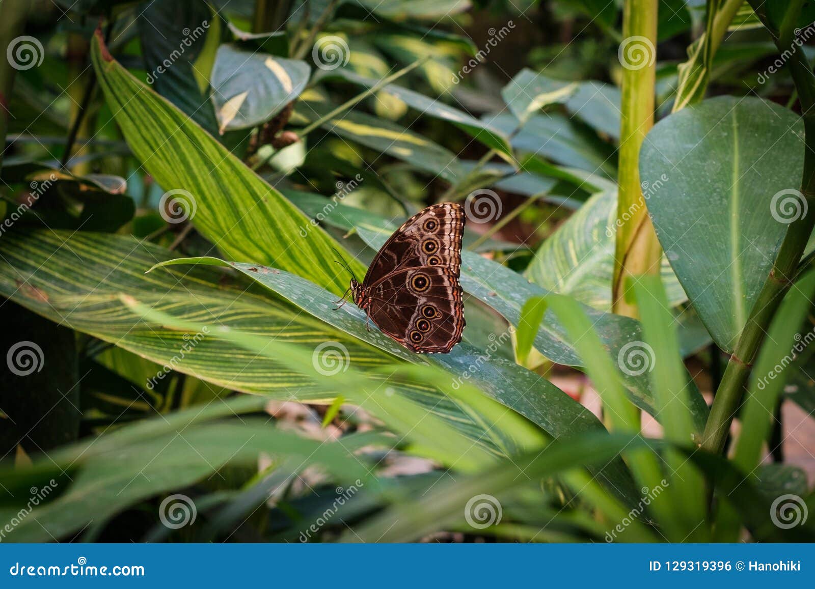 Butterfly Morpho Peleides, the Peleides Blue Morpho / Common Mo Stock ...