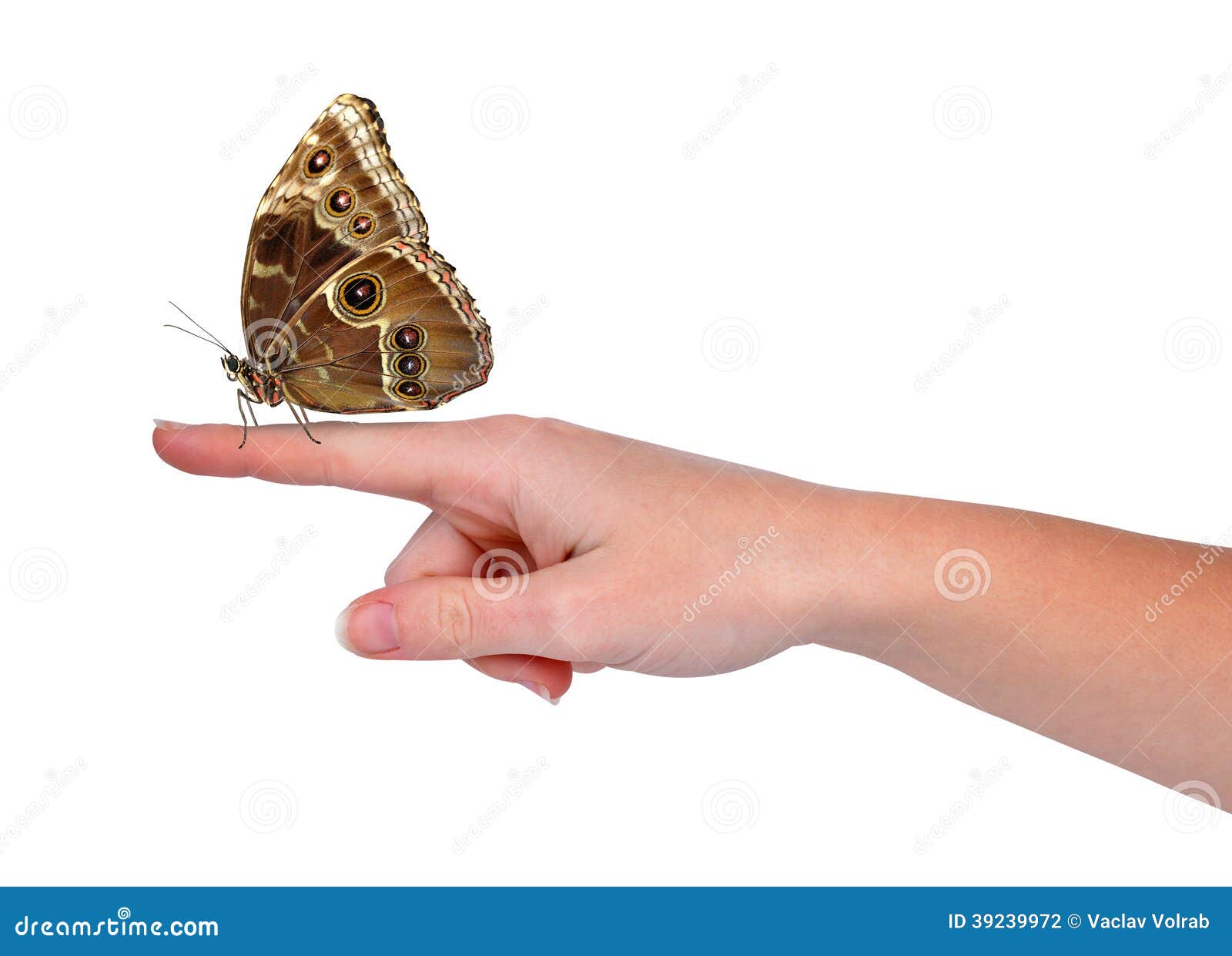 Butterfly Morpho stock photo. Image of environment, beauty - 39239972