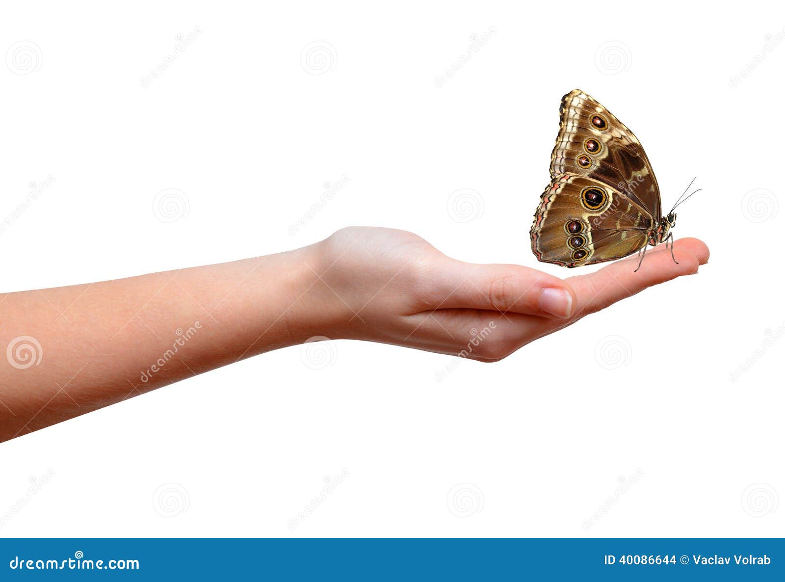 Butterfly Morpho Sitting Hand Photos - Free & Royalty-Free Stock Photos ...