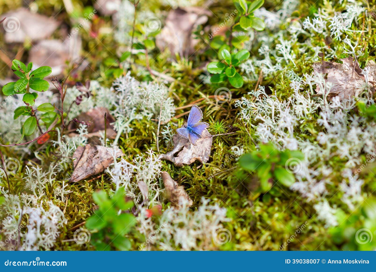 Butterfly on a Moss in Forest Stock Image - Image of forest, beautiful ...