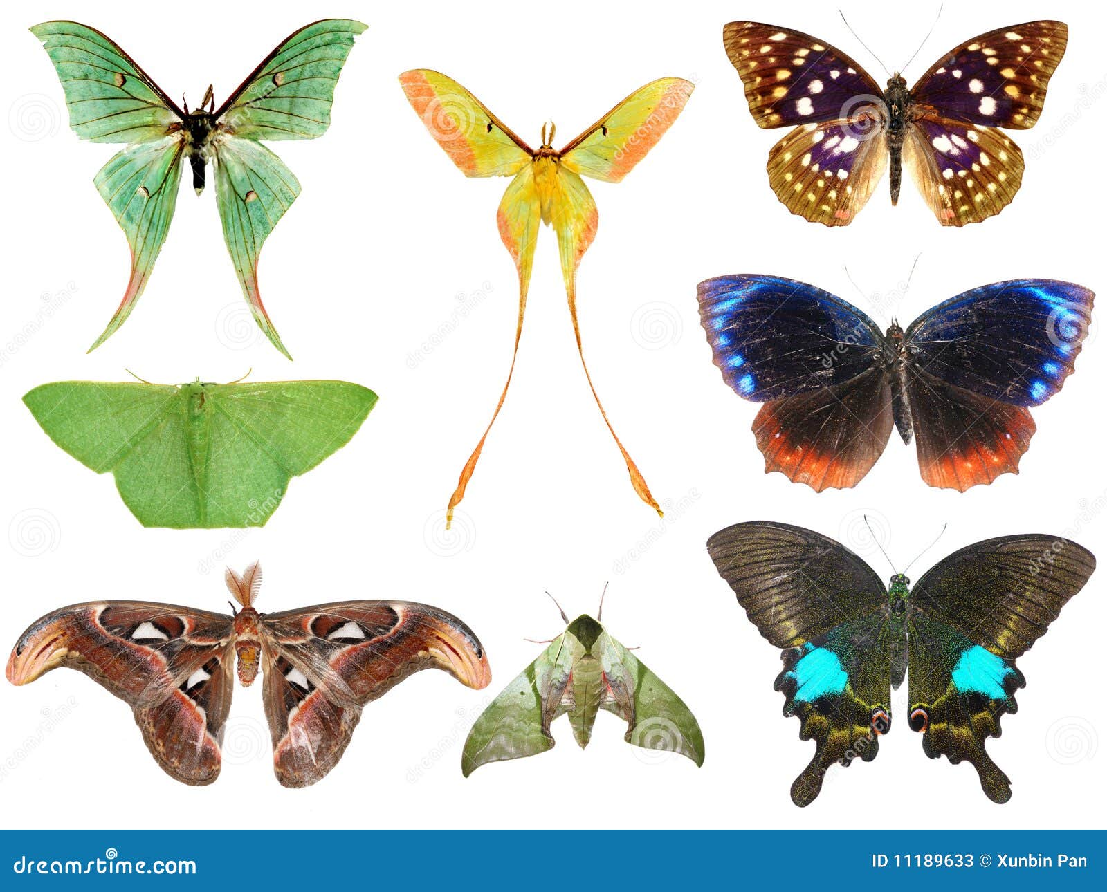 Butterfly moth stock image. Image of decorative, blue - 11189633