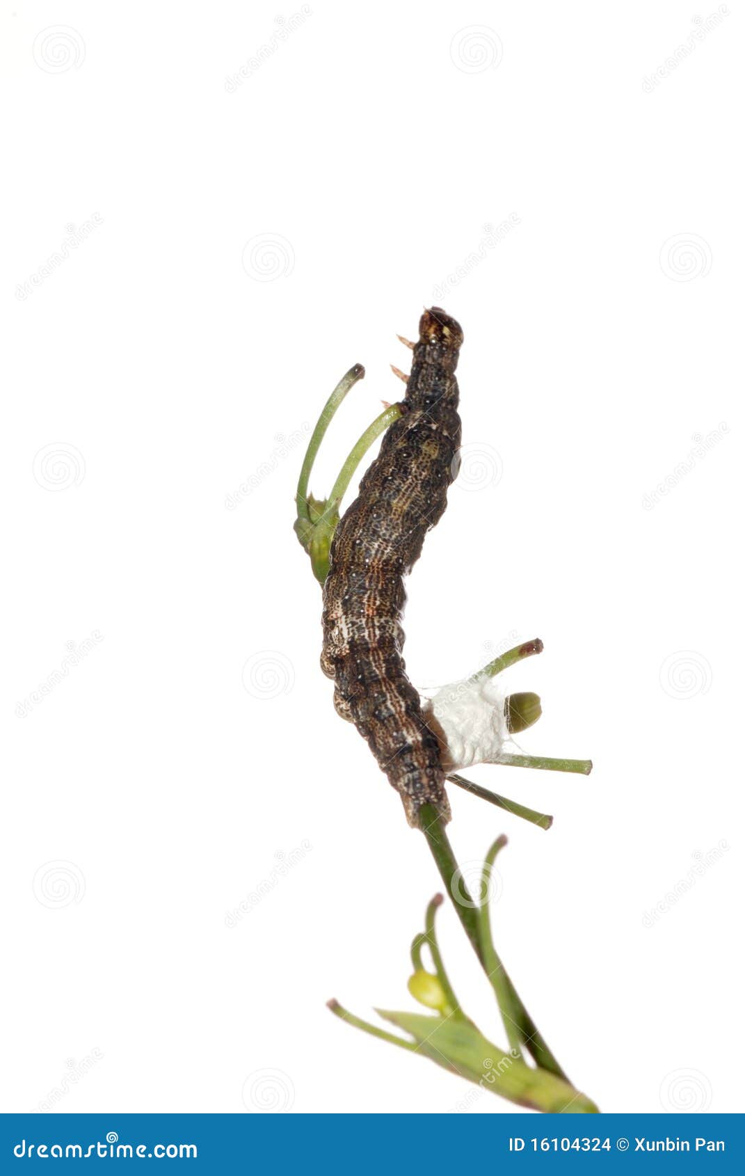 Butterfly Moth Caterpillar Larva Stock Photo - Image of butterfly ...