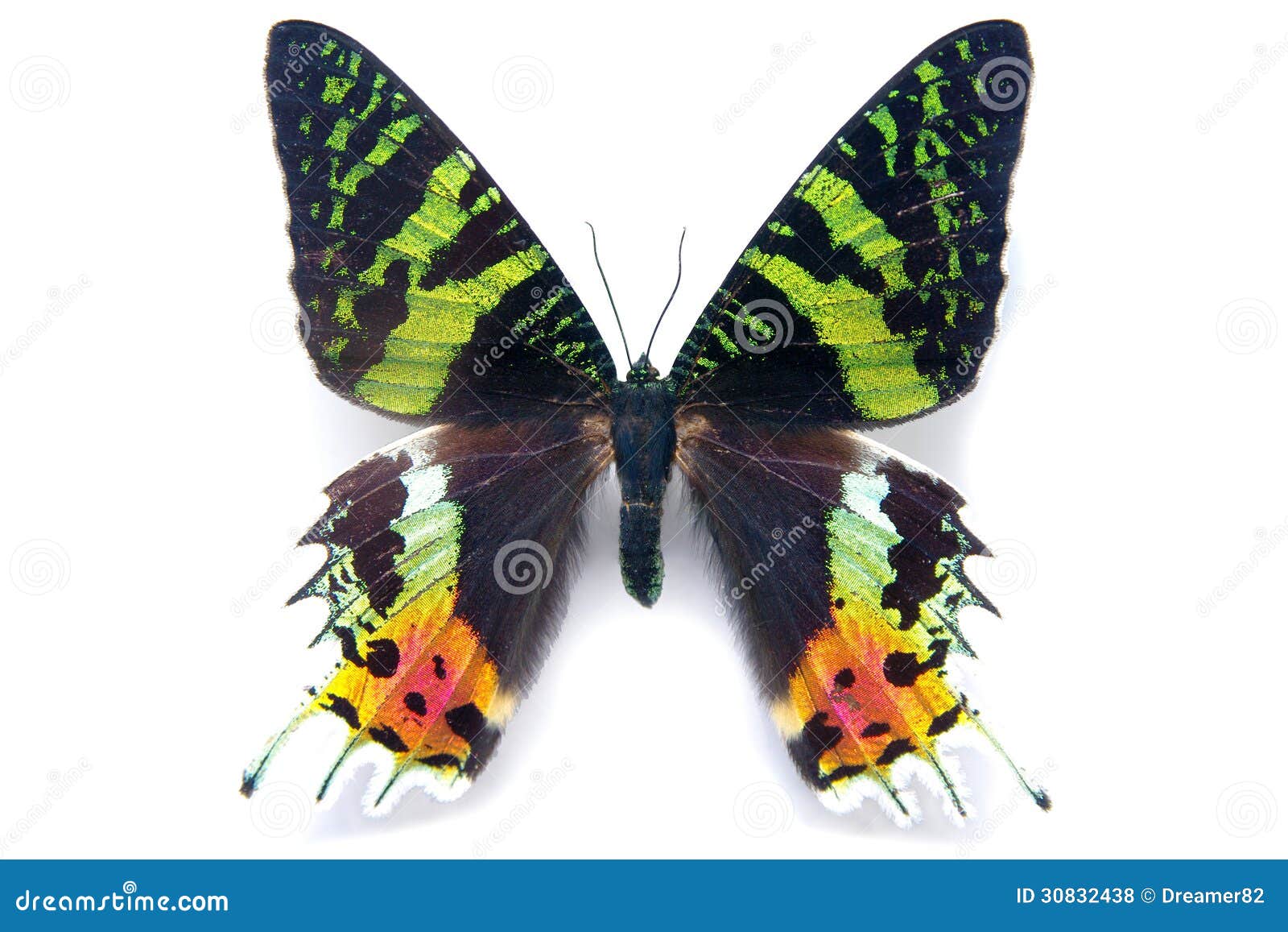 Butterfly Moth & X28;Callidula Attenuata, Callidulidae Stock ...