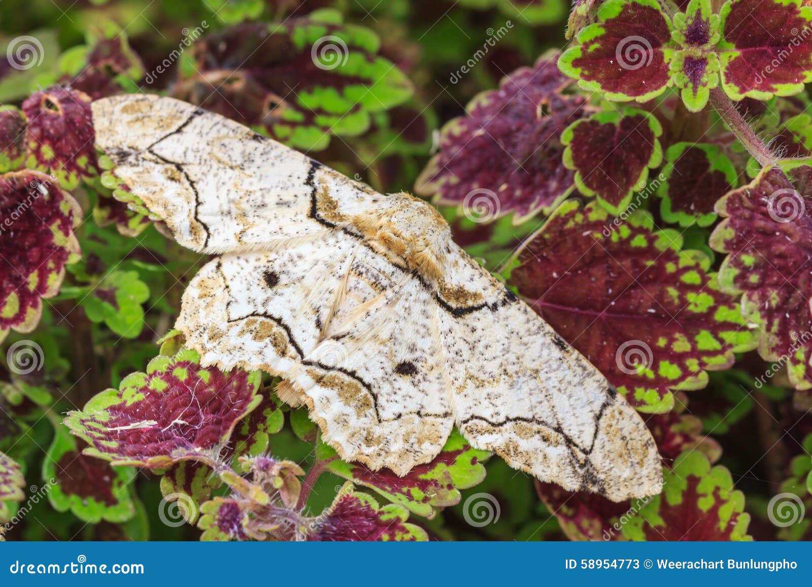 Butterfly, Moth Rest on the Red and Green Leaves Stock Image - Image of ...