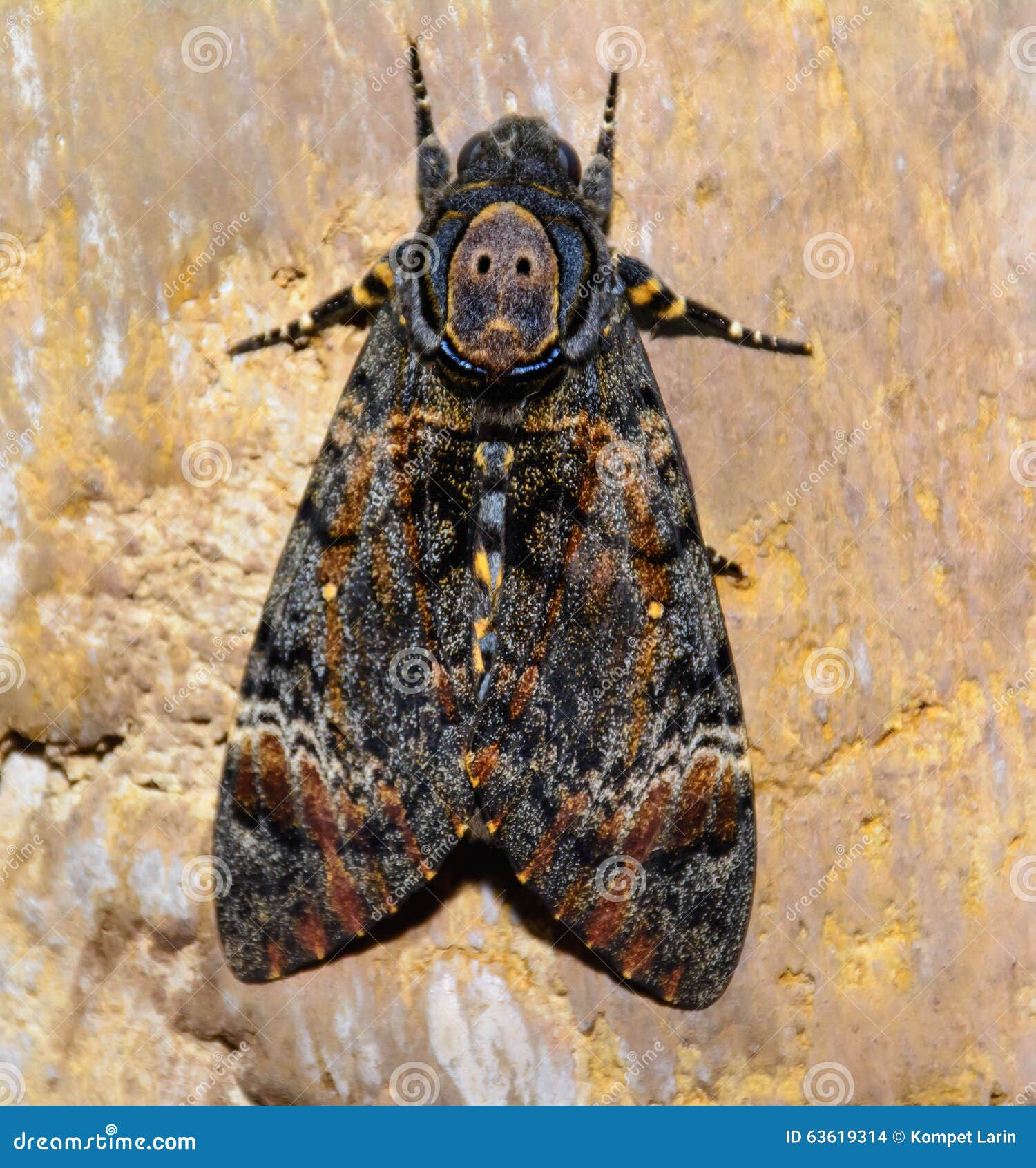 Butterfly,moth stock photo. Image of moth, page, black - 63619314