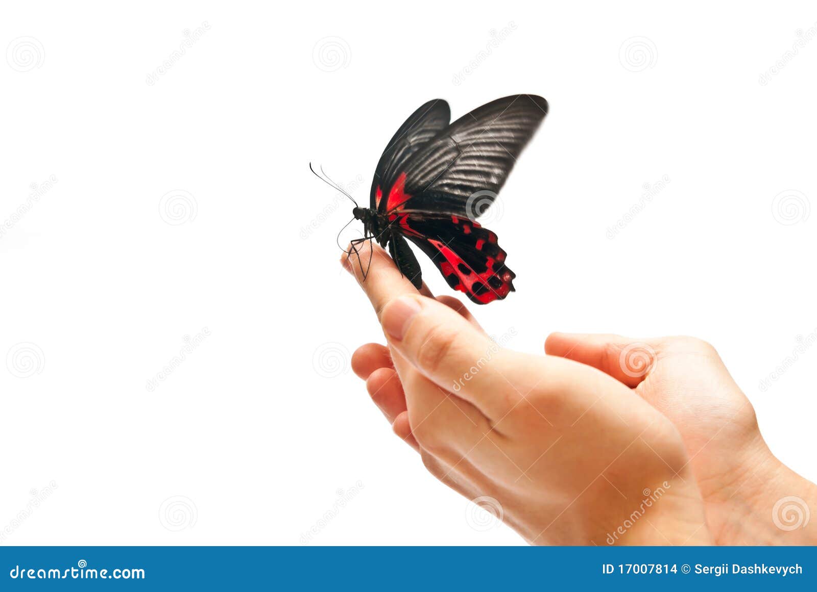 Butterfly in motion stock photo. Image of beauty, nature - 17007814