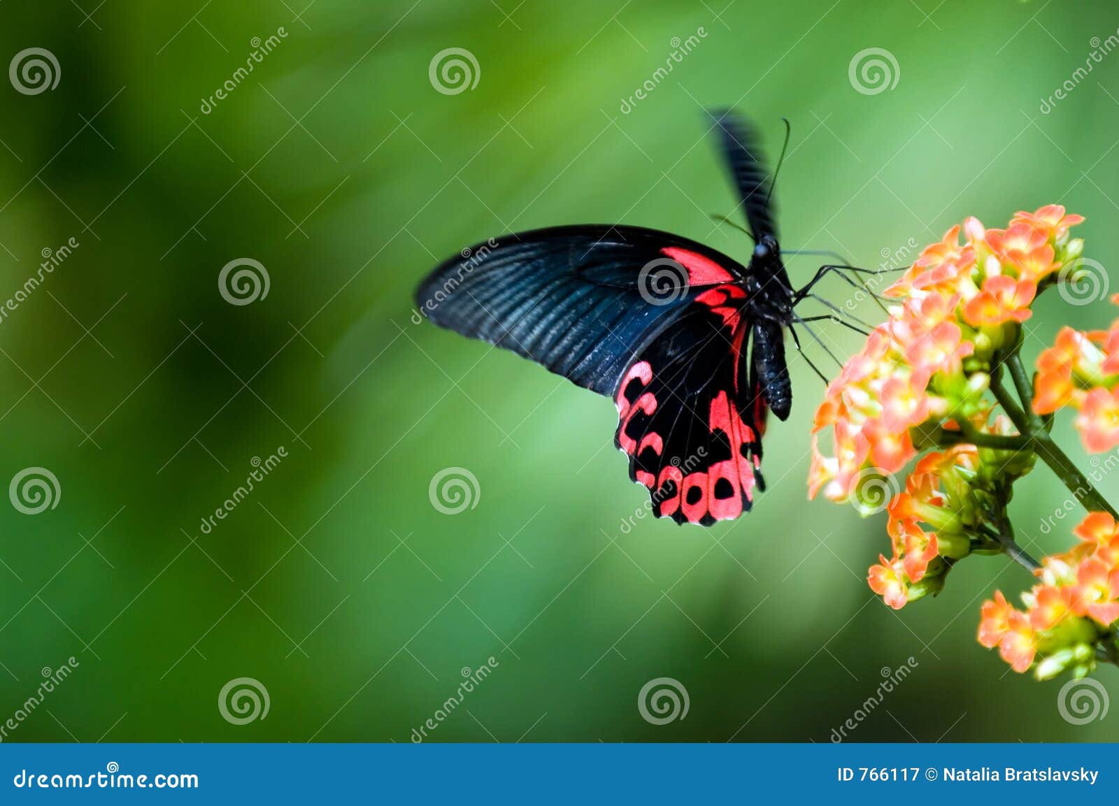 Butterfly in motion stock image. Image of butterfly, brown - 766117