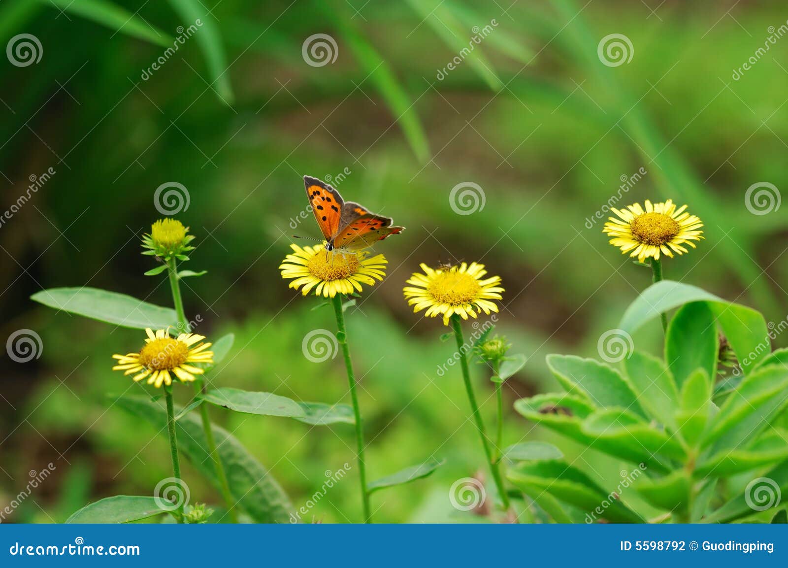 Butterfly and mum stock photo. Image of flying, nature - 5598792
