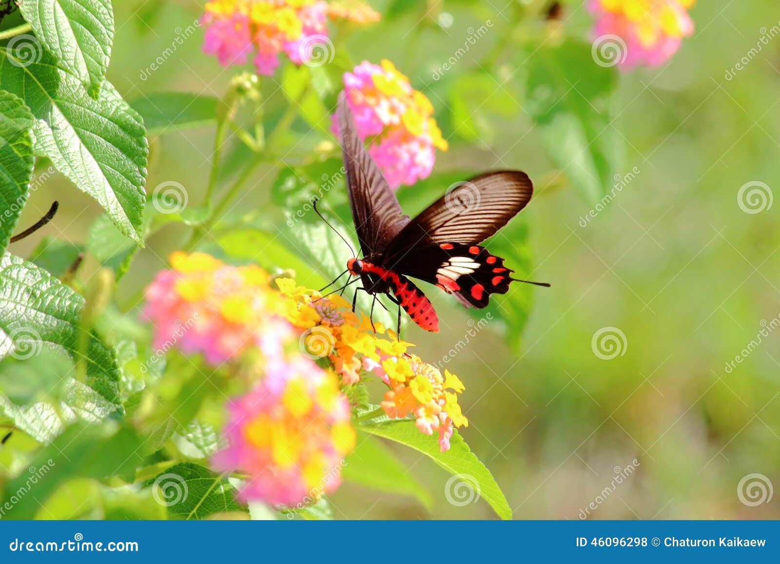Butterfly in Nature stock photo. Image of love, nature - 46096298