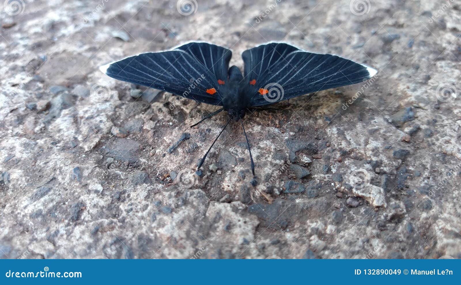 Black Butterfly stock image. Image of black, butterfly - 132890049