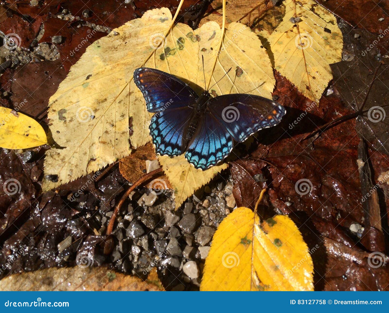Butterfly stock photo. Image of animal, lead, shows, colors - 83127758
