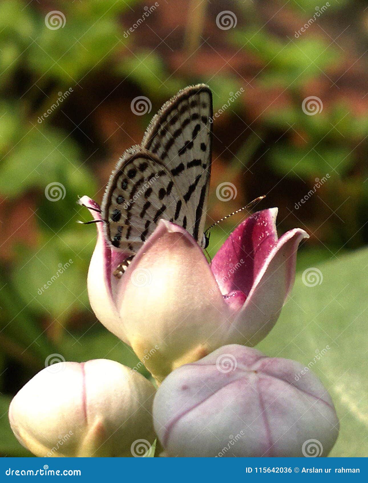 Butterfly stock photo. Image of butterfly, nature, still - 115642036