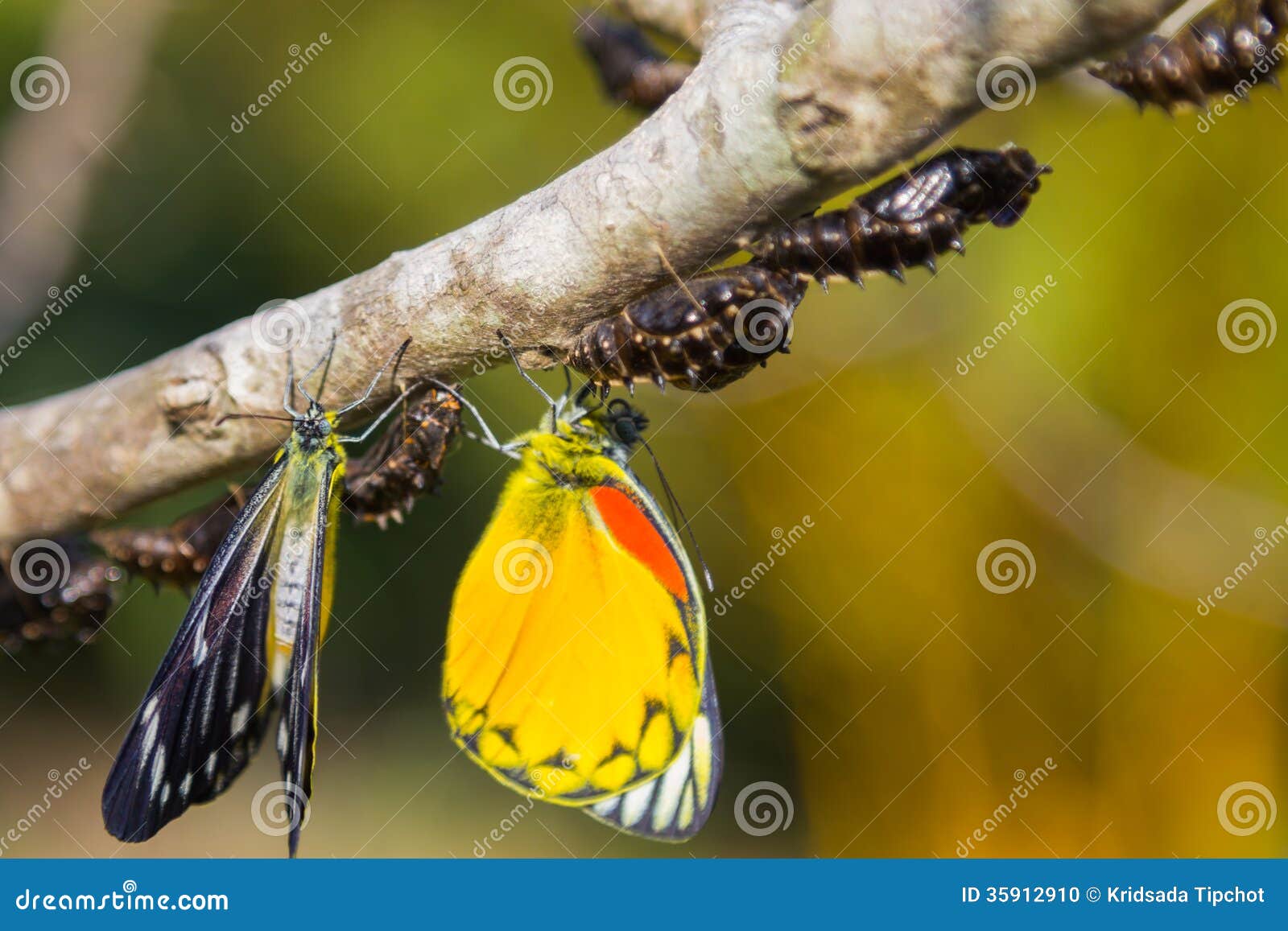 Butterfly in Nature on Tree Stock Photo - Image of forest, organic ...