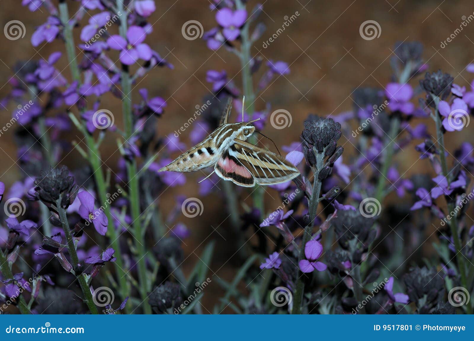 Butterfly Near Purple Flowers Stock Image - Image of closeup, flying ...