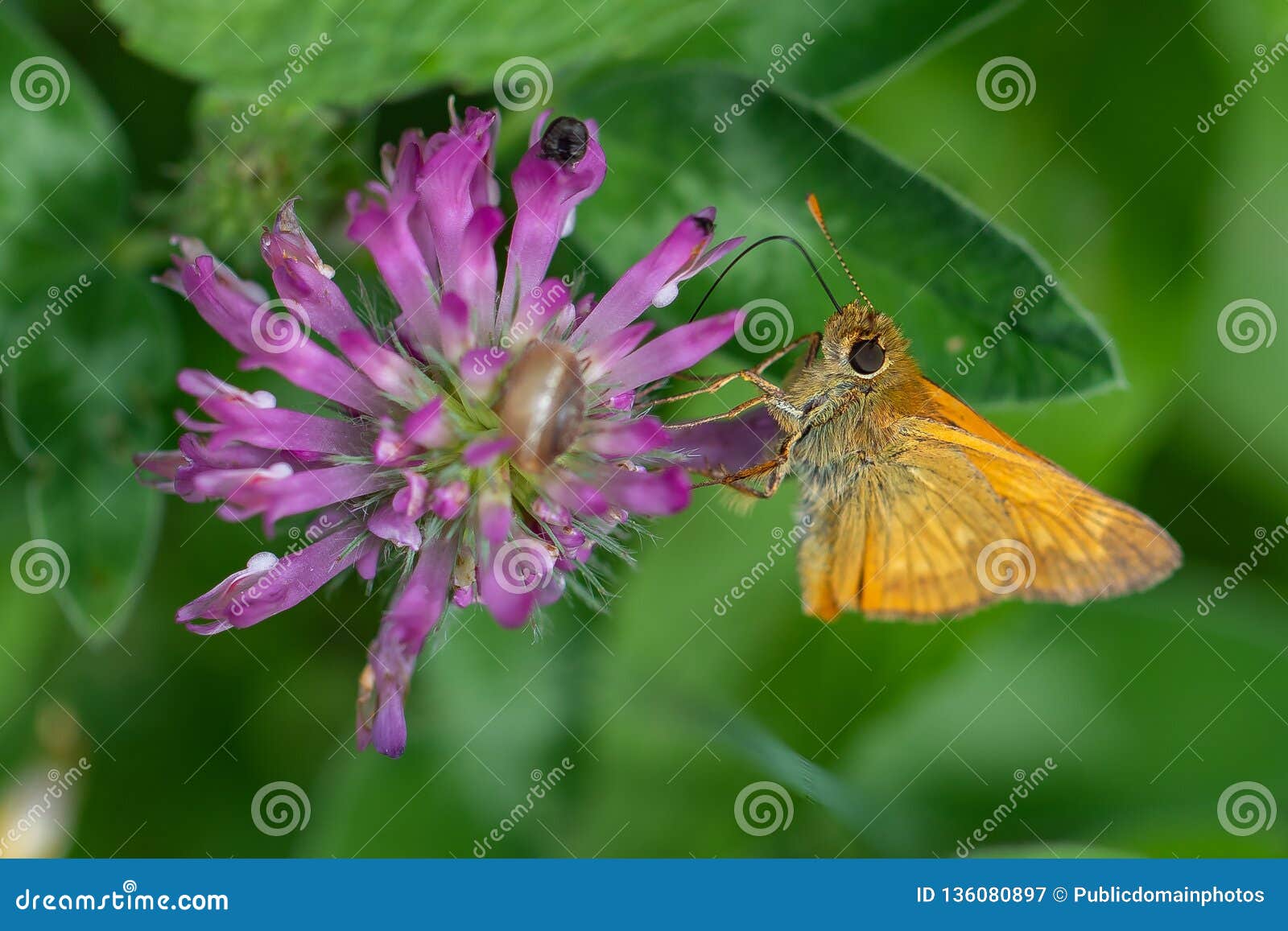 Butterfly, Nectar, Insect, Moths And Butterflies Picture. Image: 136080897