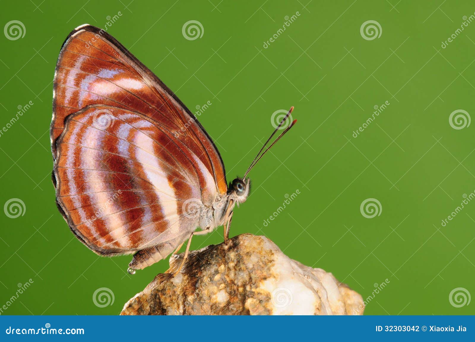 Butterfly ,Neptis miah stock photo. Image of ecophotos - 32303042