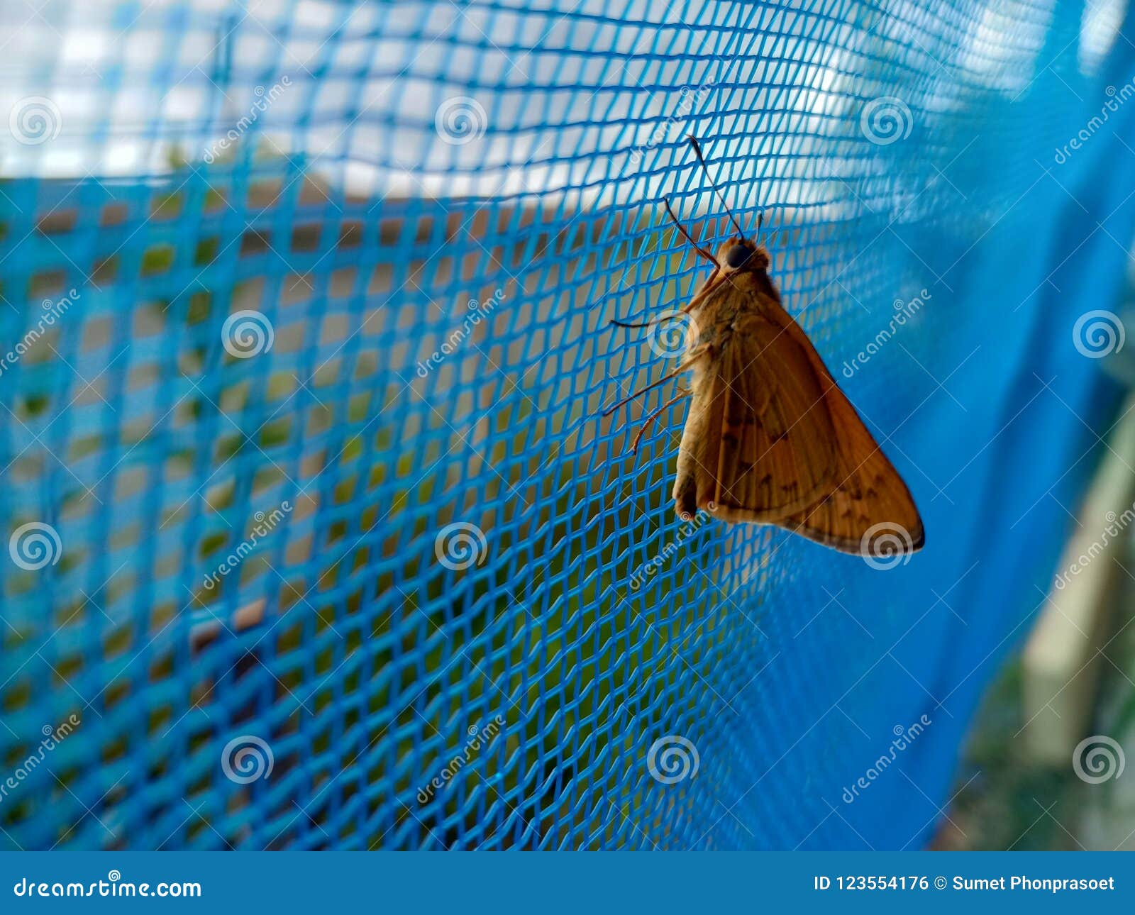 Butterfly and netting stock photo. Image of netting - 123554176