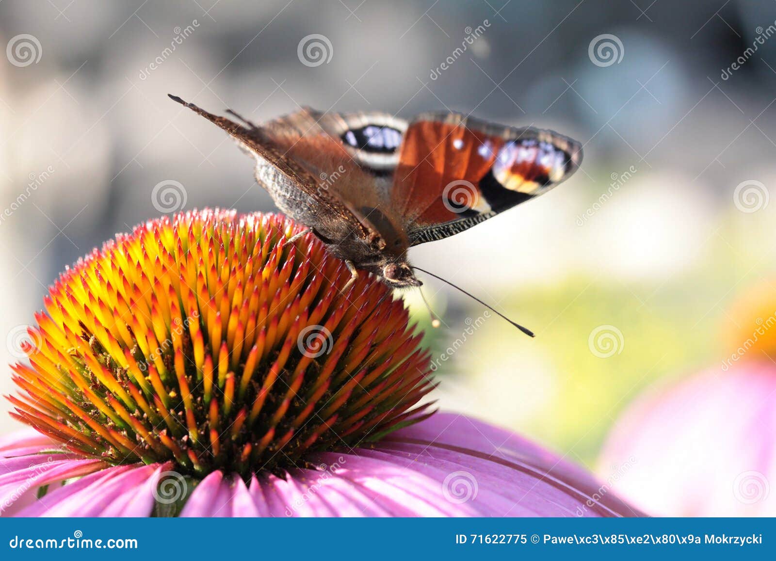 Butterfly stock image. Image of summer, white, asia, nature - 71622775