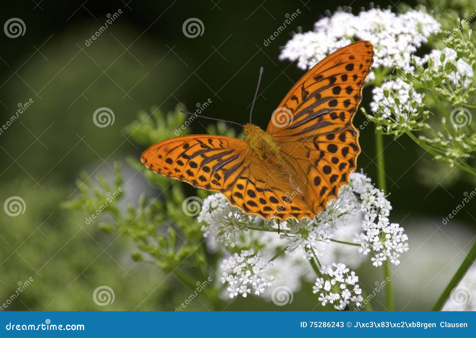 Butterfly in a nice color stock image. Image of weed - 75286243