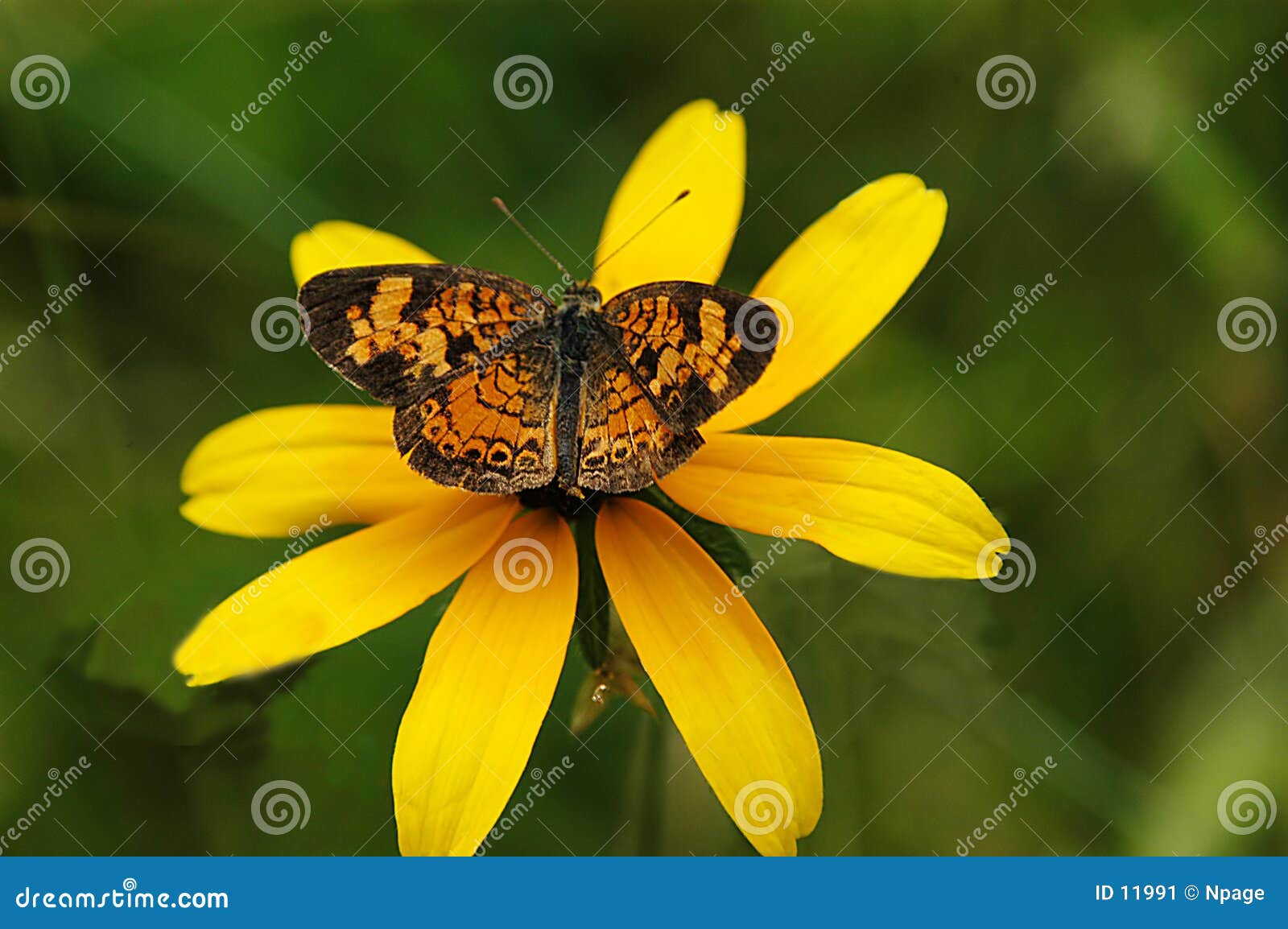 Butterfly No9 stock image. Image of insects, insect, butterflies - 11991
