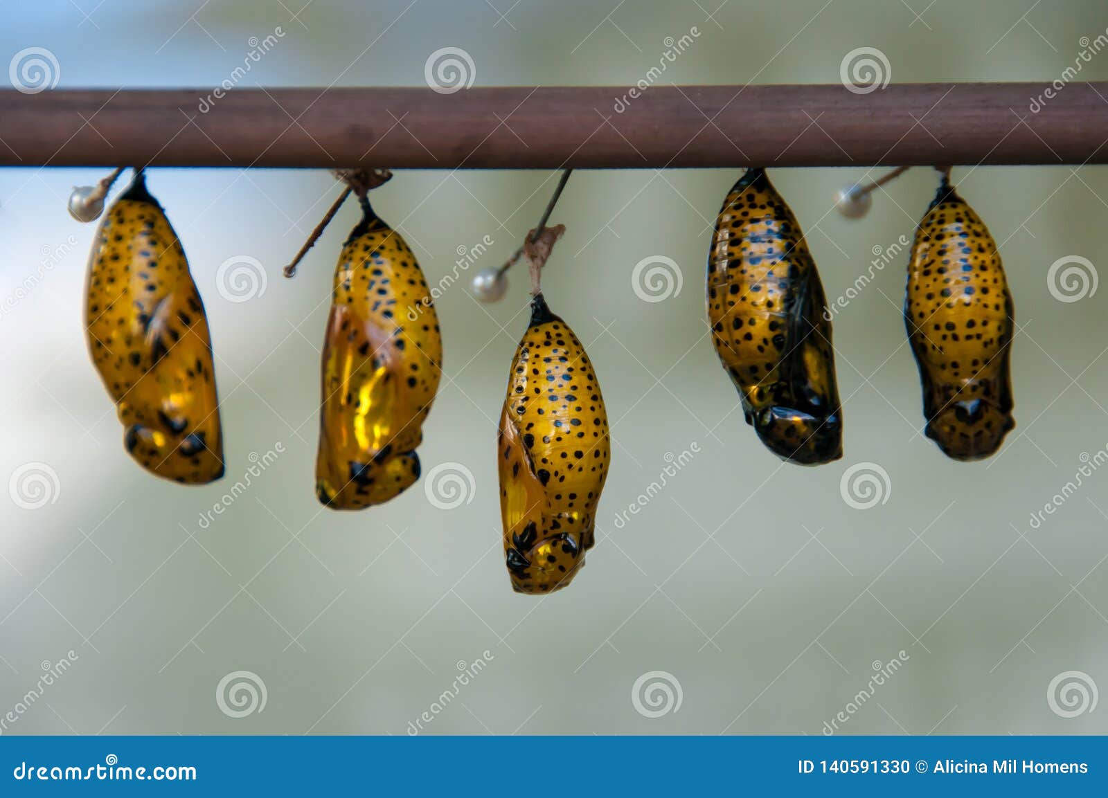Butterfly Nursery Still in the Cocoon Stock Photo - Image of nectar ...