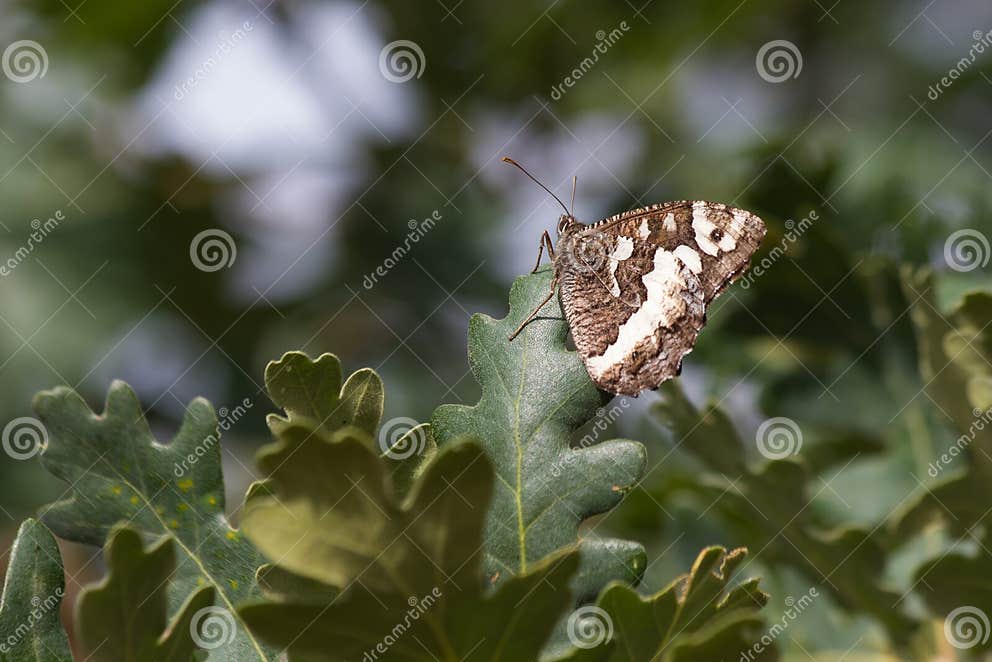 Butterfly on Oak Leaves stock image. Image of animals - 38381767