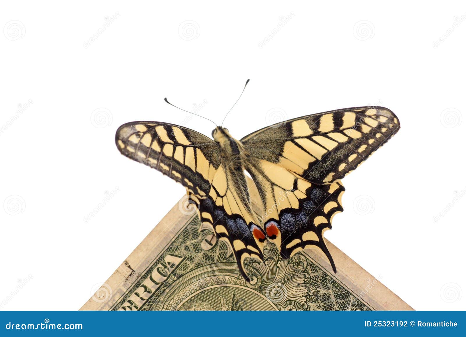Butterfly on one dollar stock photo. Image of banknote - 25323192