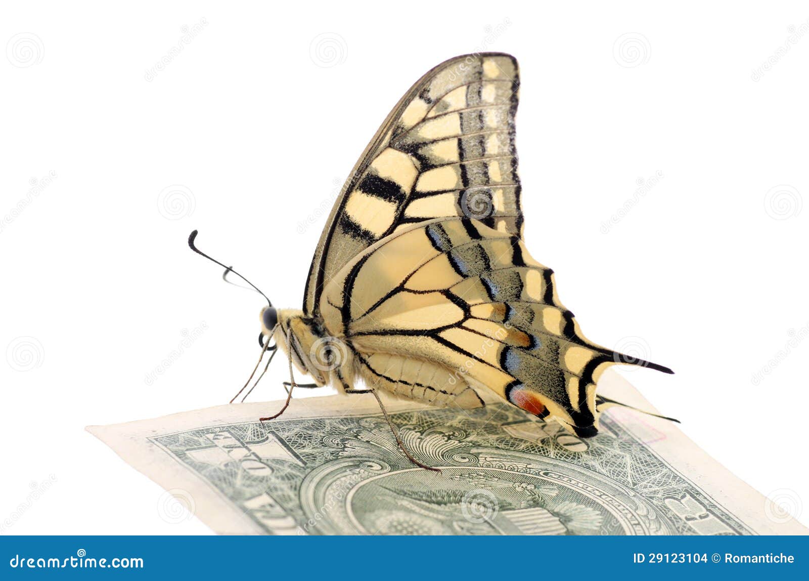 Butterfly on One Dollar Banknote Stock Photo - Image of dollar, insects ...