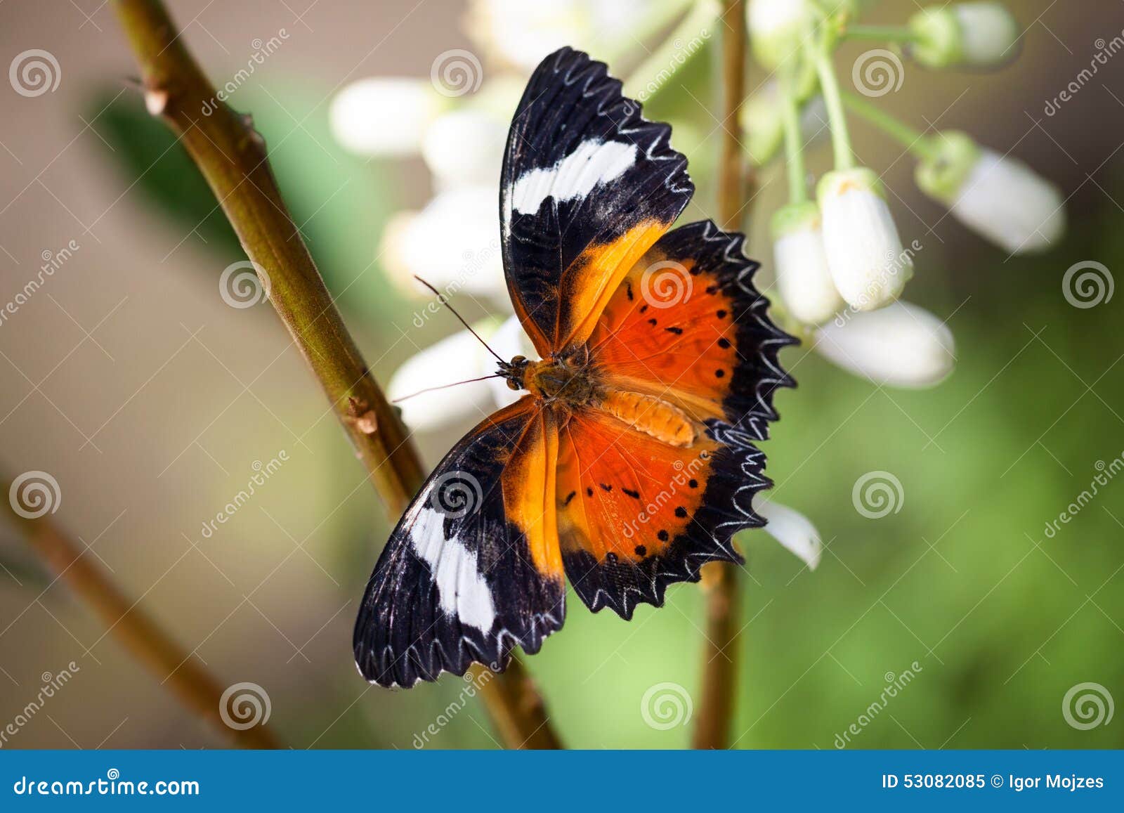 Butterfly with open wings stock image. Image of natural - 53082085