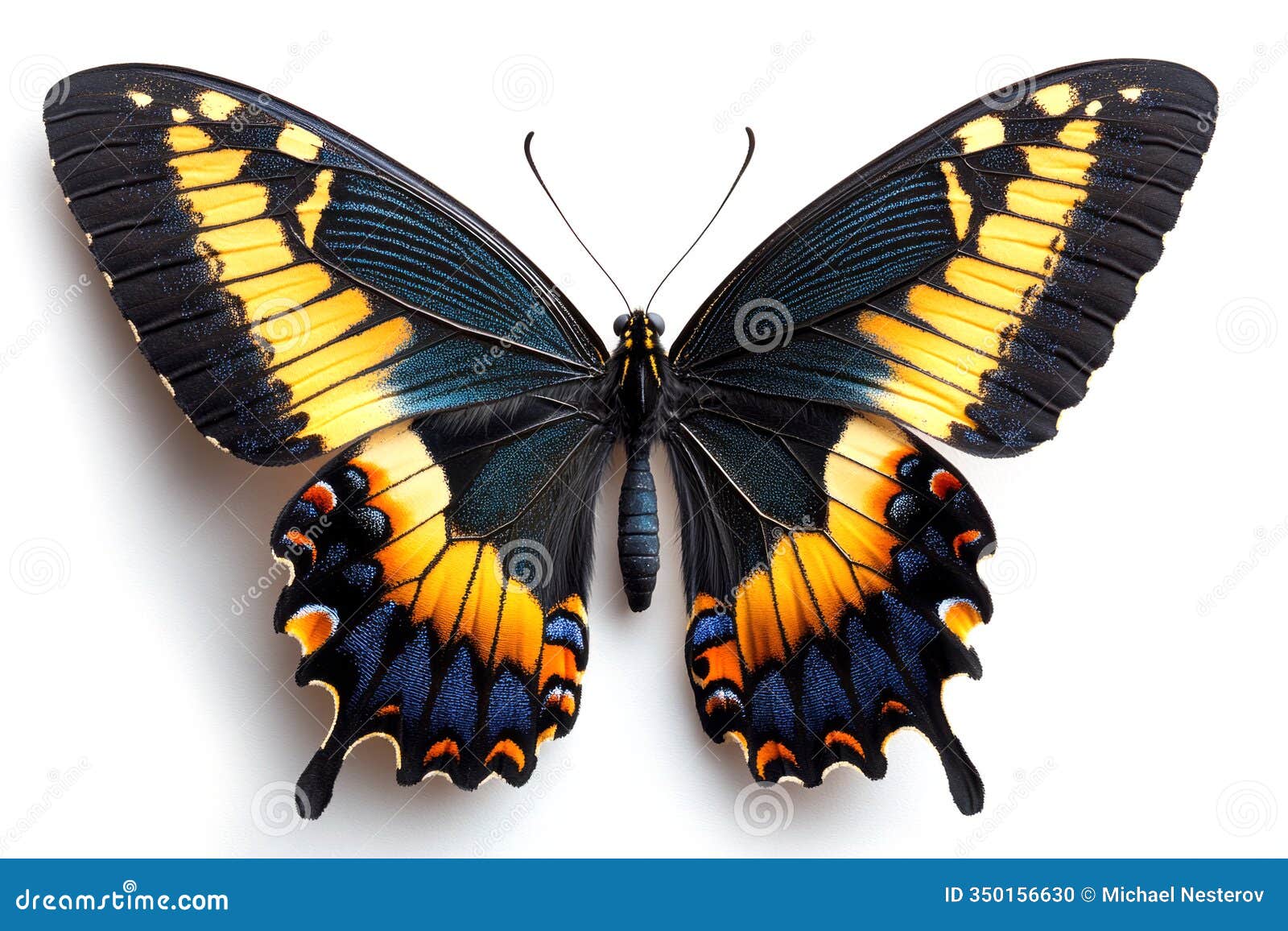 Butterfly with Open Wings Showing Beautiful Pattern Isolated on White ...