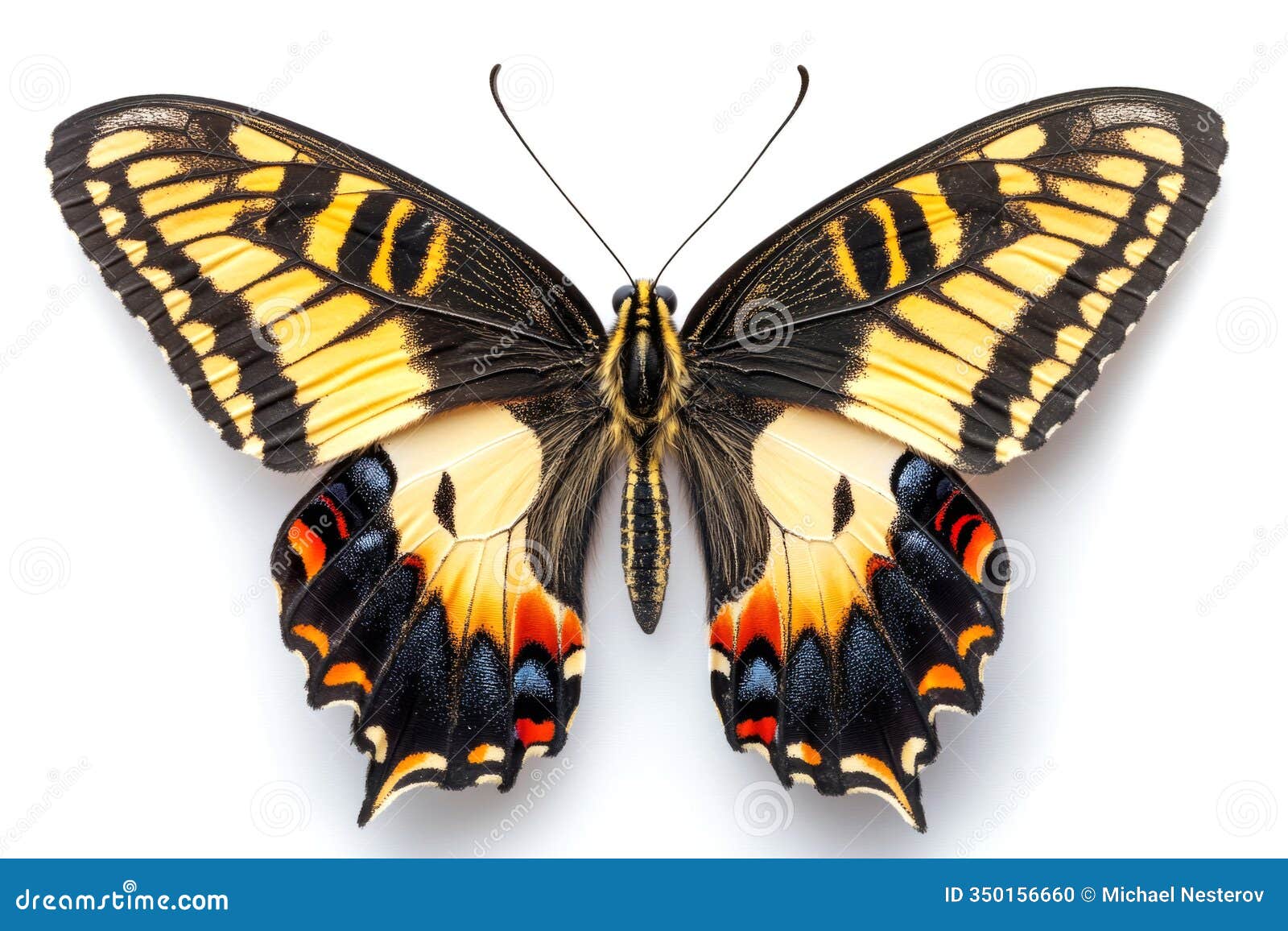 Butterfly with Open Wings Showing Beautiful Pattern Isolated on White ...