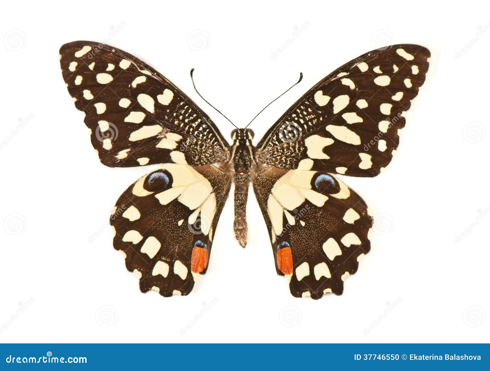Butterfly with Open Wings in a Top View As a Flying Stock Photo - Image ...