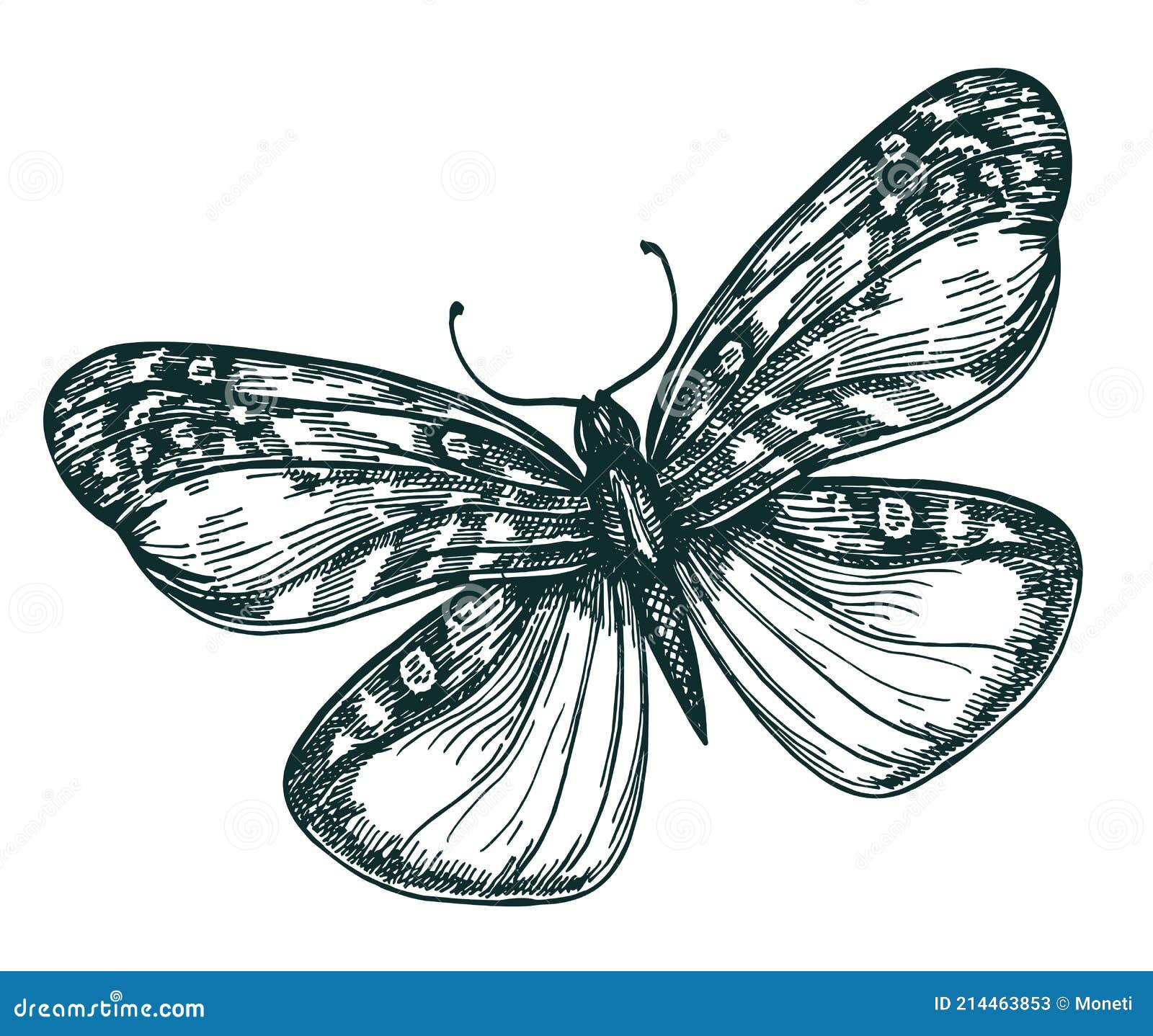 Butterfly with Open Wings Top View, the Symmetrical Drawing, Graphics ...