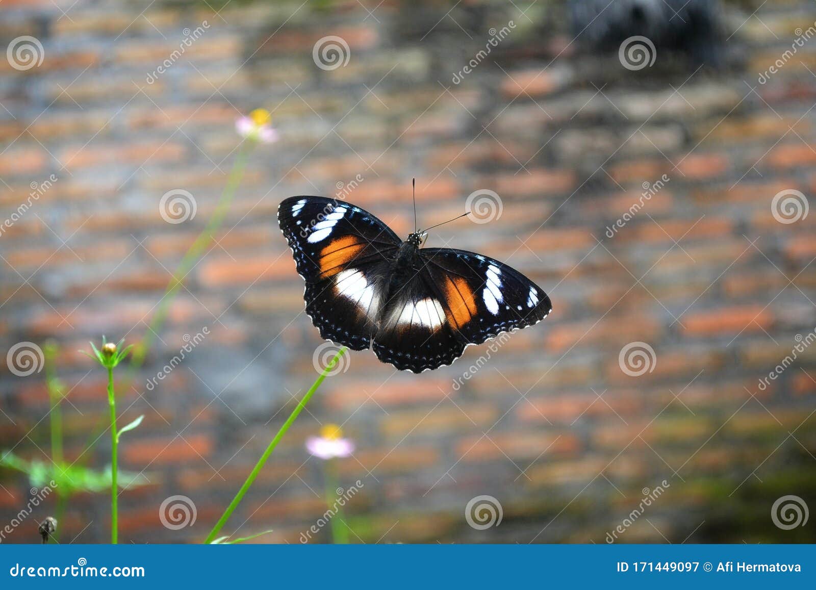 A Butterfly Opening Its Beautiful Wings Stock Image - Image of wildlife ...