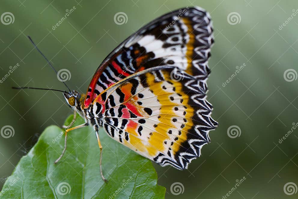 Butterfly orange and red stock image. Image of butterfly - 24792103