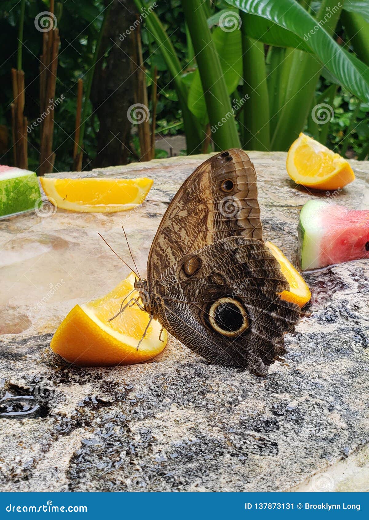 Butterfly stock image. Image of orange, insect, wings - 137873131