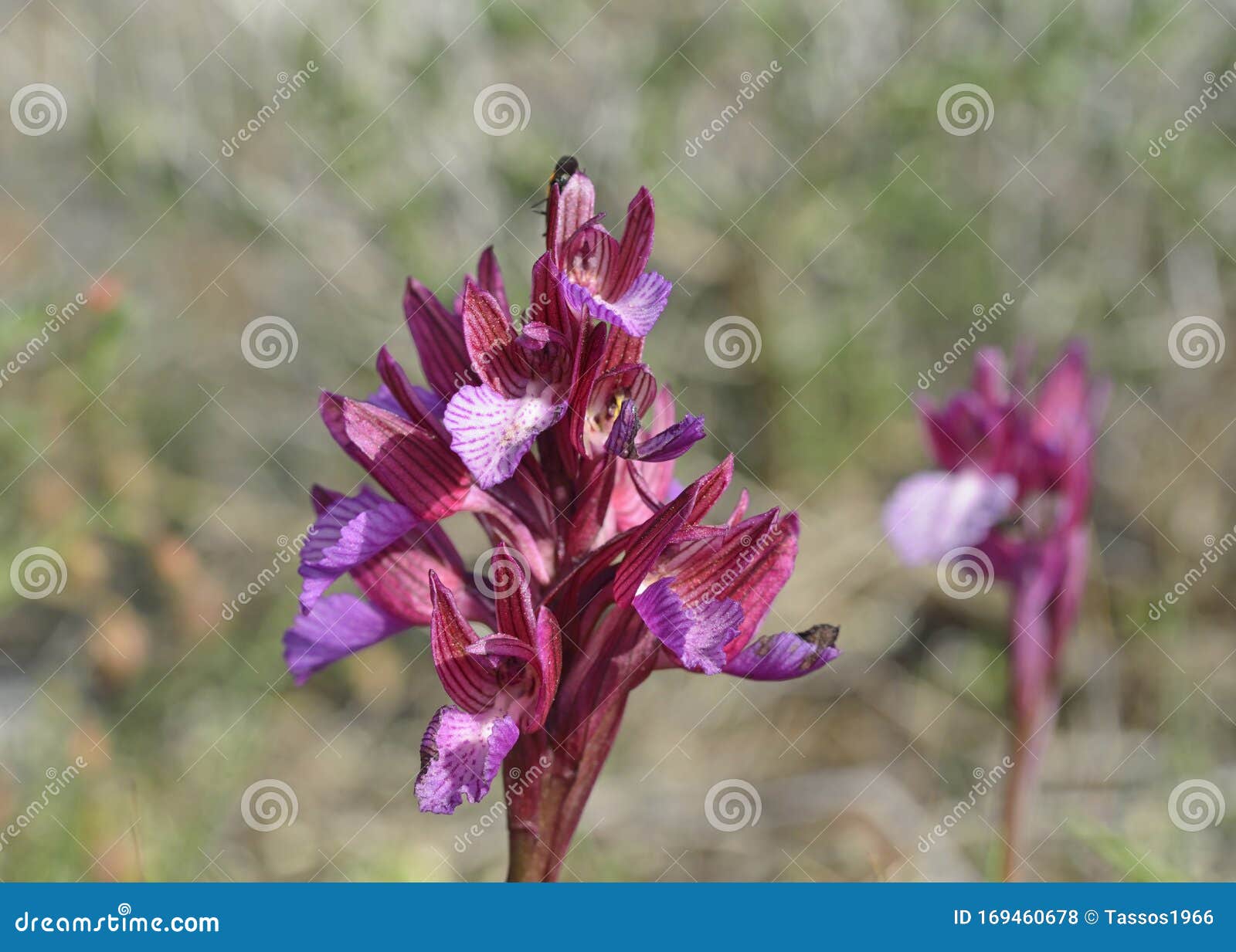 Butterfly orchid, Greece stock photo. Image of orchid - 169460678