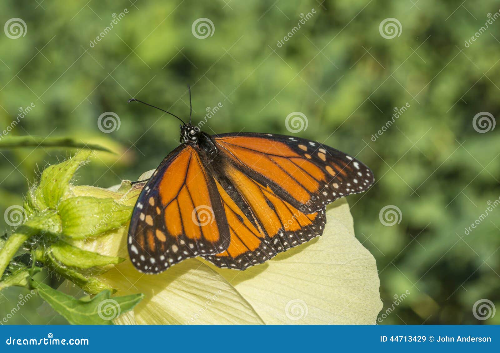 Butterfly of the Order Lepidoptera Stock Image - Image of flying ...