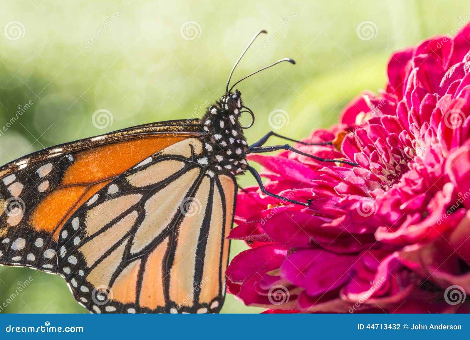 Butterfly of the Order Lepidoptera Stock Photo - Image of central ...
