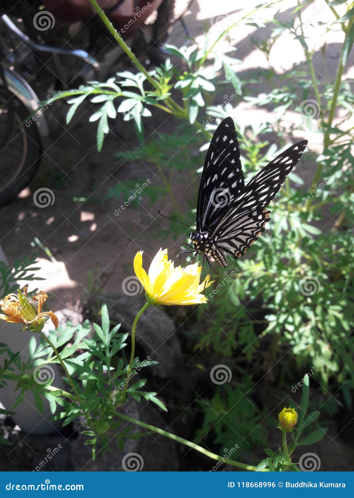Butterfly stock photo. Image of flower, gurden, samanalaya - 118668996