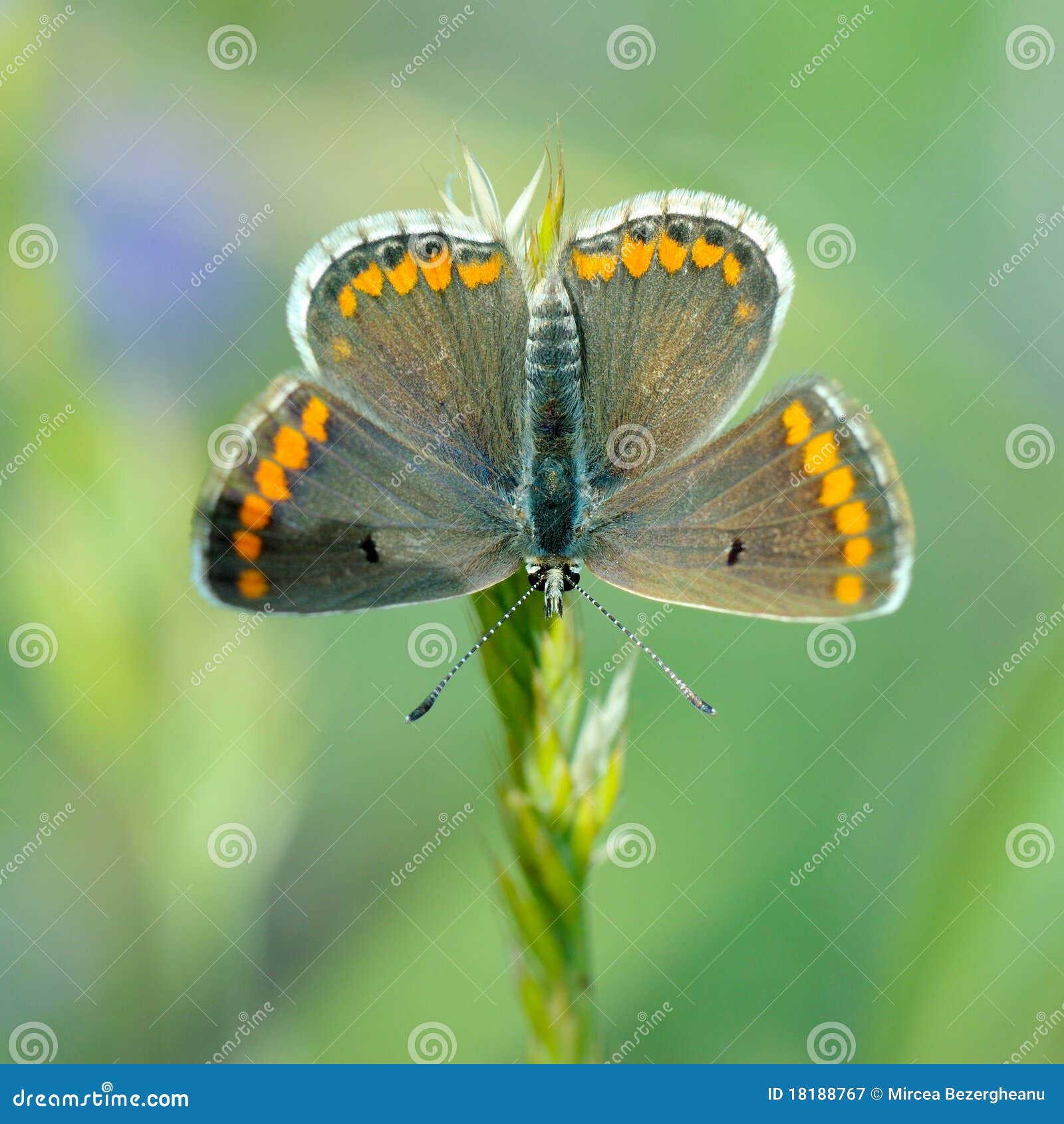 Butterfly outdoor stock image. Image of flora, butterfly - 18188767