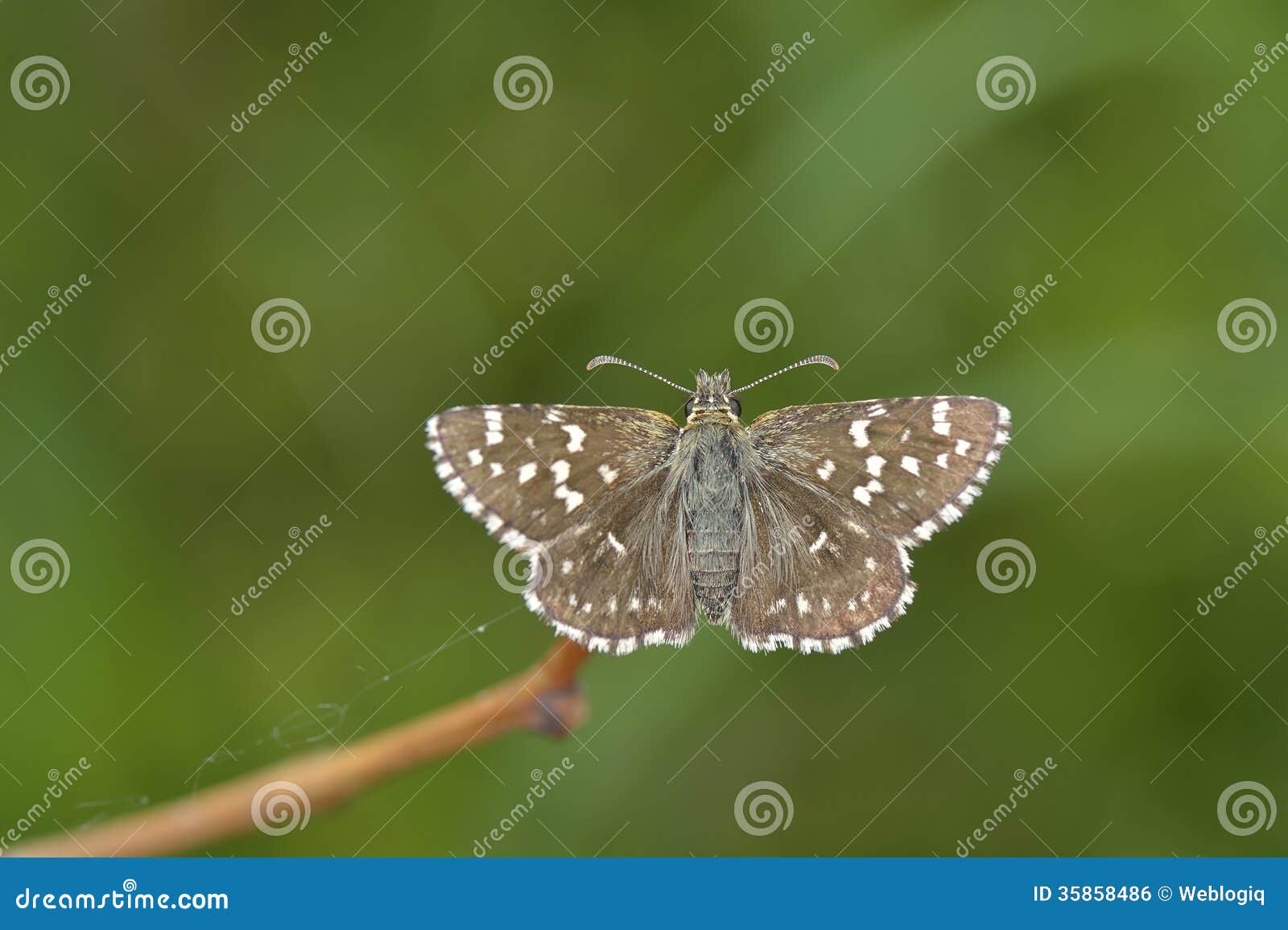 Butterfly outdoor stock photo. Image of petal, plant - 35858486