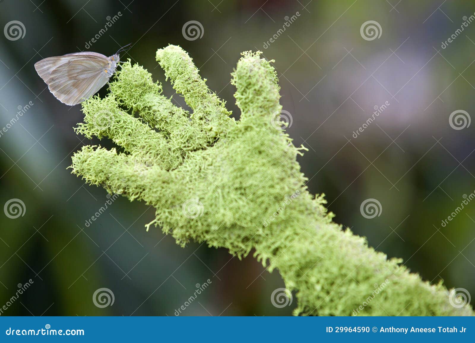 Butterfly on Hand stock photo. Image of butterfly, insect - 29964590