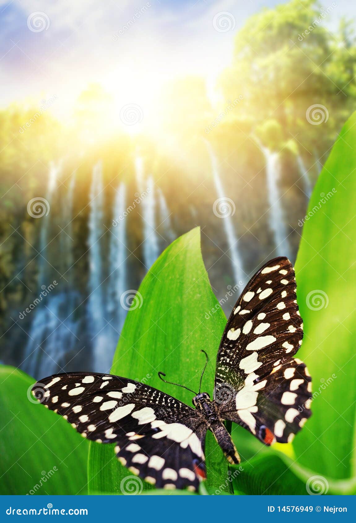Butterfly Over Waterfall in Wild Forest Stock Image - Image of light ...