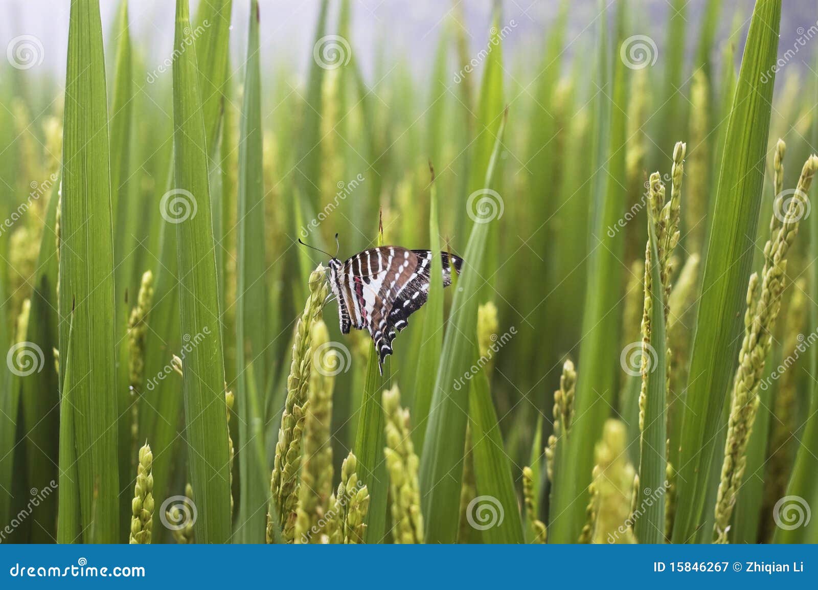 Butterfly and paddy stock image. Image of green, planting - 15846267