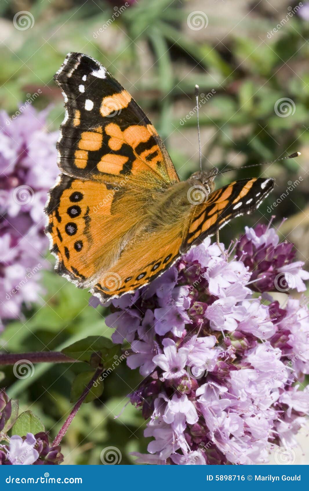Butterfly (Painted Lady) stock photo. Image of nymphalidae - 5898716